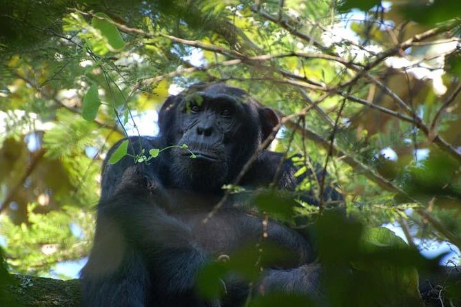 6-Day Primates Tracking & Wildlife Game Viewing