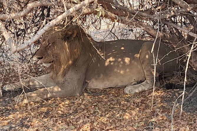 Feast Of The Beasts Lion Experience