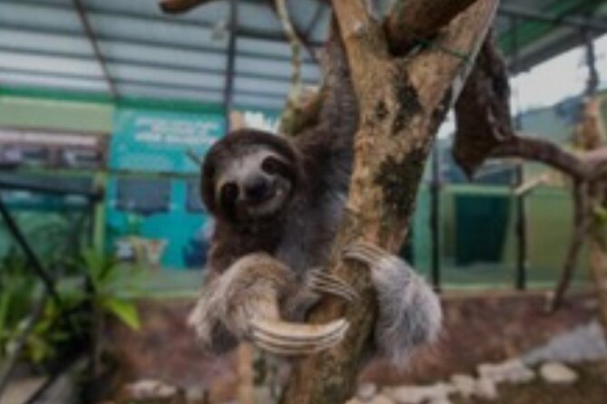 Tour Gatun Lake Wildlife Monkey Watch And Sloth Sanctuary