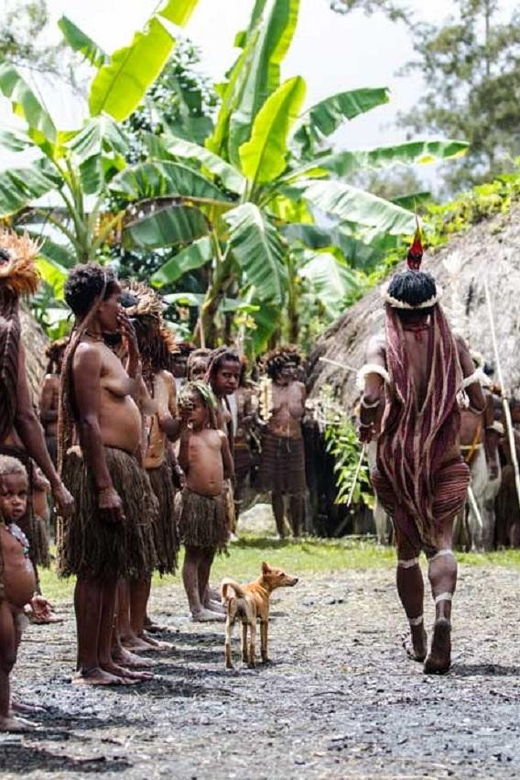 From Jayapura : Dance War , Primitive Village , Pig Fest